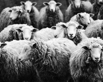 Sheep photography | Etsy