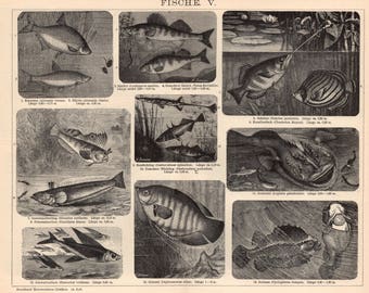 Vintage fish print | Etsy