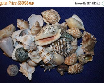 Bulk seashells | Etsy