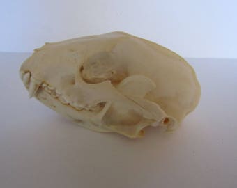 Raccoon skull | Etsy
