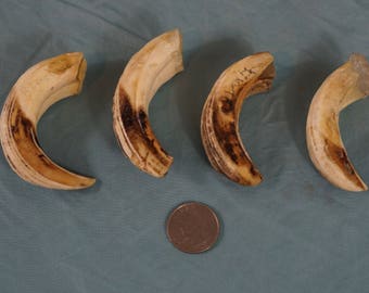 Boar tusk | Etsy