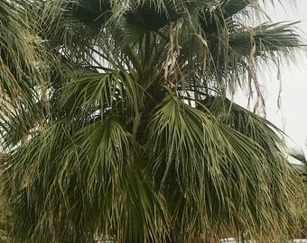 Palm tree seeds | Etsy