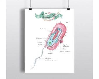 Microbiology poster | Etsy