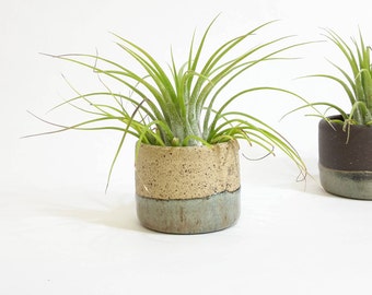Air plant pot | Etsy