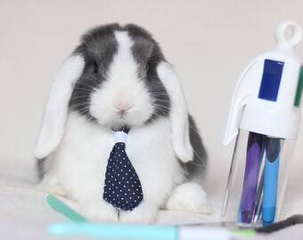 Pet rabbit clothing | Etsy