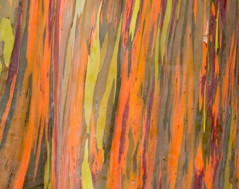 Rainbow eucalyptus | Etsy