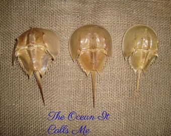 Atlantic Horseshoe Crab Shell with Tail and Legs Intact