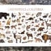 California Land Mammals Field Guide Art Print / Animals of