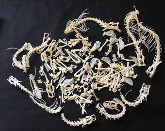 Squirrel skeleton | Etsy