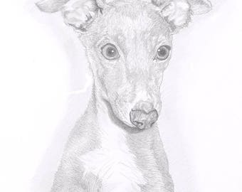 Whippet drawing | Etsy