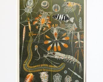 Sea creature print | Etsy