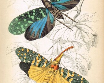 Antique moth print | Etsy