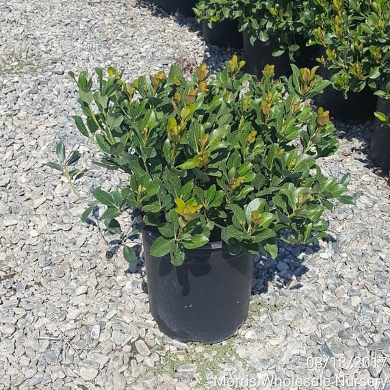 Indian Hawthorn aka Rhaphiolepis ind. 'Clara' Live Plant Fit 5 Gallon ...