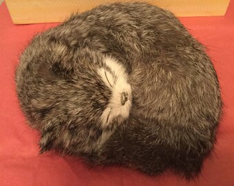 Realistic cat | Etsy