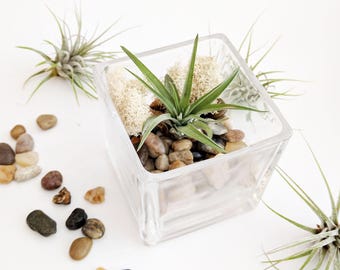 Square terrarium | Etsy