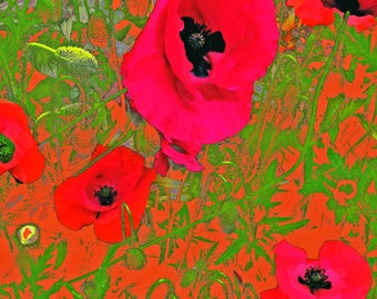 Poppy print | Etsy