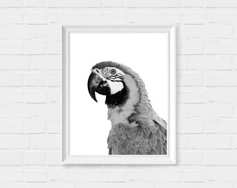 Parrot poster | Etsy