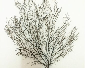 Sea fan | Etsy