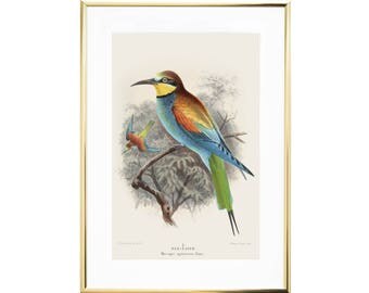 Bee eater bird | Etsy