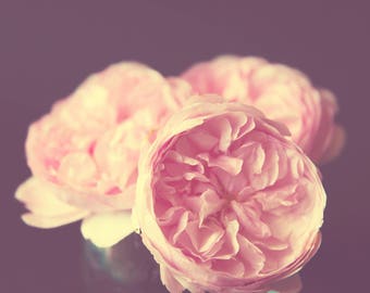 David austin roses | Etsy