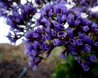 Statice seeds | Etsy