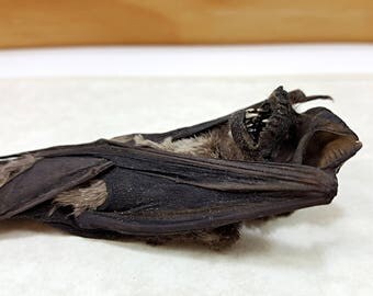 Taxidermy bat | Etsy