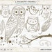 Owl Digital Stamp Outline Cute Woodland Owl Line Art PNG