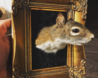 Taxidermy squirrel | Etsy