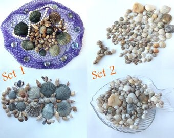 Natural sea shells | Etsy