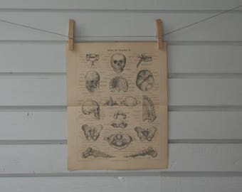 Skeleton wall art | Etsy