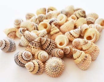 Periwinkle shells | Etsy