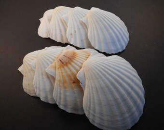 Large scallop shells | Etsy