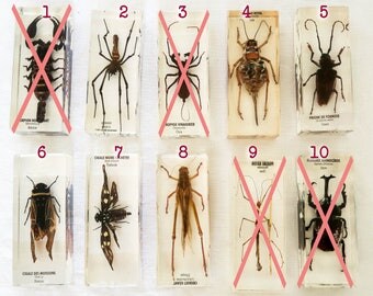 Insect specimens | Etsy