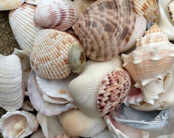 Sea Shells from the Gulf of Mexico Several Size Options