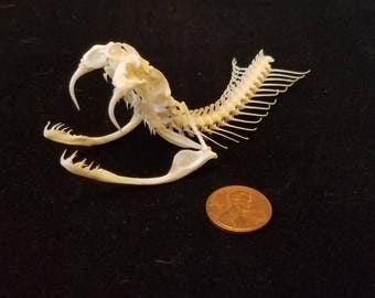 Snake skeleton | Etsy