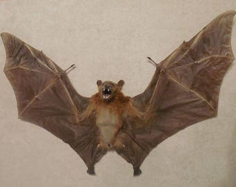 Taxidermy bat | Etsy