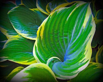 Hosta plant | Etsy