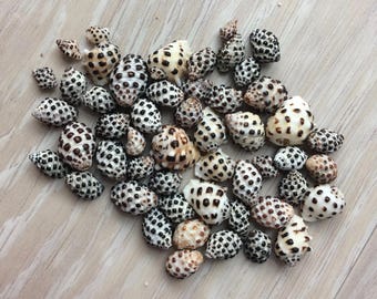 Shells from hawaii | Etsy