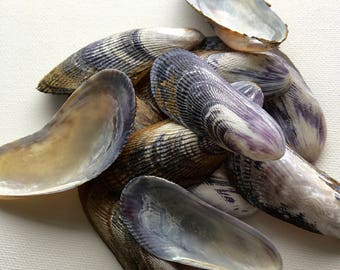 Mussel shells | Etsy