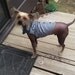 UPF50 Sun Protection Suit for American Hairless Terriers