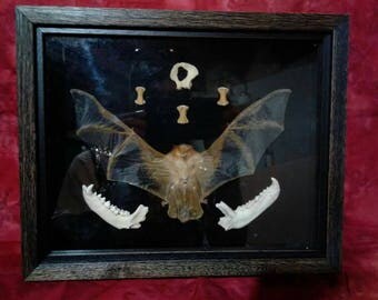 Preserved animal | Etsy