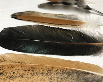 Chicken feathers | Etsy