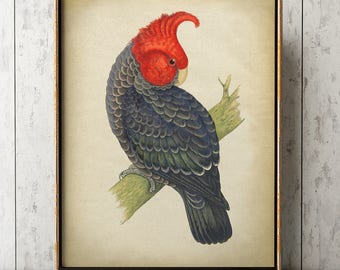 Parrot poster | Etsy