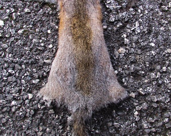 Squirrel fur | Etsy