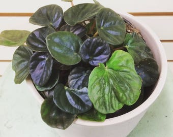 Peperomia plant | Etsy