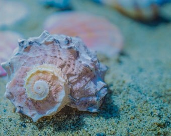 Seashell Photography Sea Shell Photography Seashell Photo