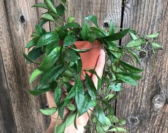 Hoya plant | Etsy
