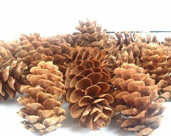 Pine cone crafts | Etsy