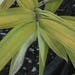 Fargesia RufaSunset Glow clumping bamboo plant in number one