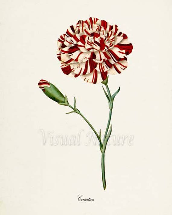 Carnation Flower Art Print Botanical Art Print Flower Wall